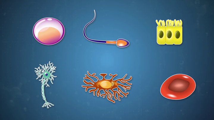 Types of Human Cells | Discovery Education