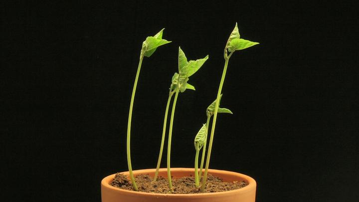 Discovery Science Alliance: Living Things Grow (Music Video ...