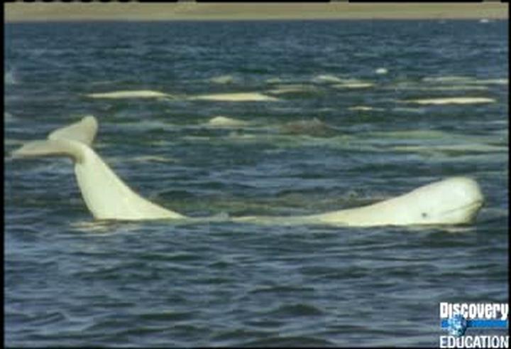 Science Investigations: Life Science: Investigating Ecosystems and ...