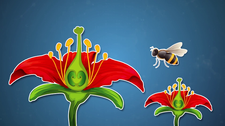 How Plants Reproduce | Discovery Education