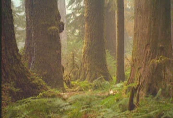 Earth Science: Conservation of Natural Resources | Discovery Education