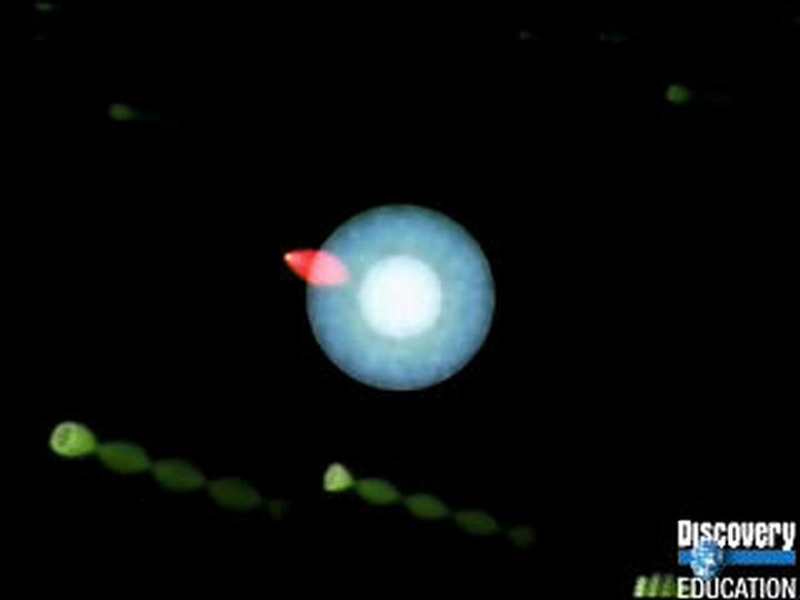 The Periodic Table of the Elements Video Library: Bonus Features ...