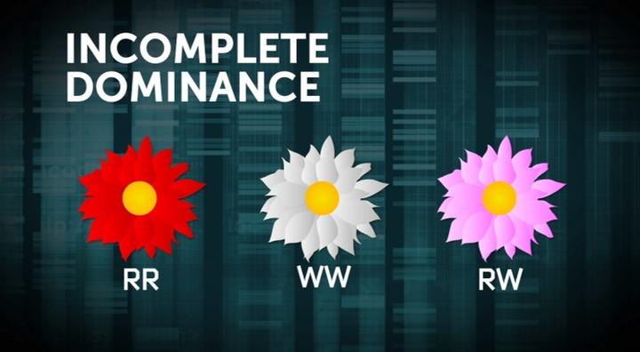 Science in Progress: Incomplete Dominance | Discovery Education