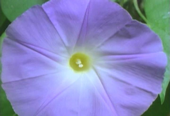 Life Science: Plants | Discovery Education