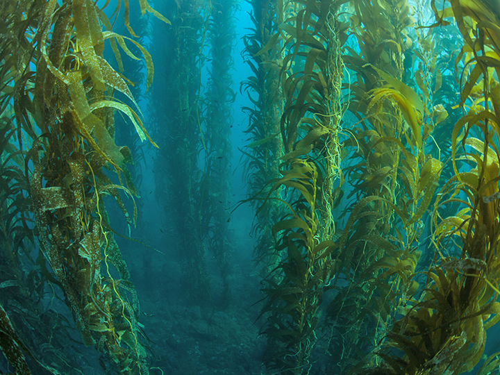 Real-World Phenomena: Comparing Two Kelp Forests | Discovery Education