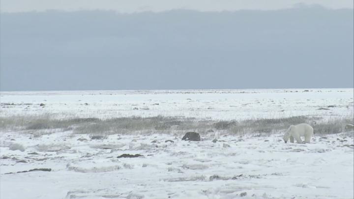 Polar Bears International Virtual Field Trip: Part 01 | Discovery Education