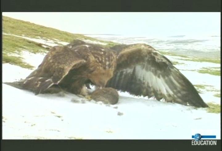 The Ultimate Guide: Birds of Prey | Discovery Education