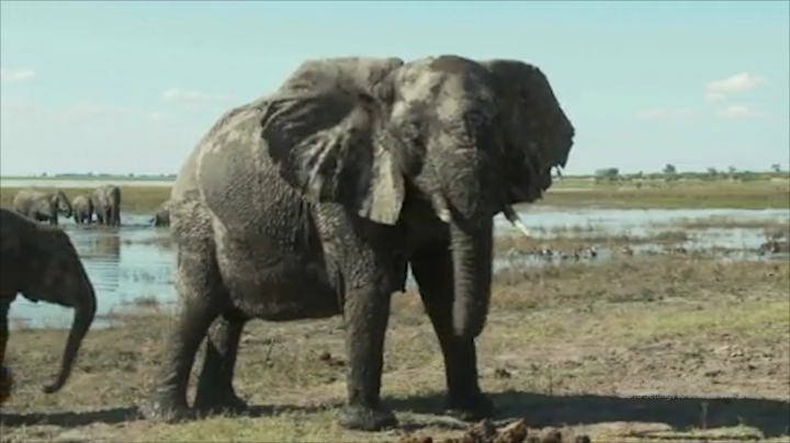 Mammals | Discovery Education