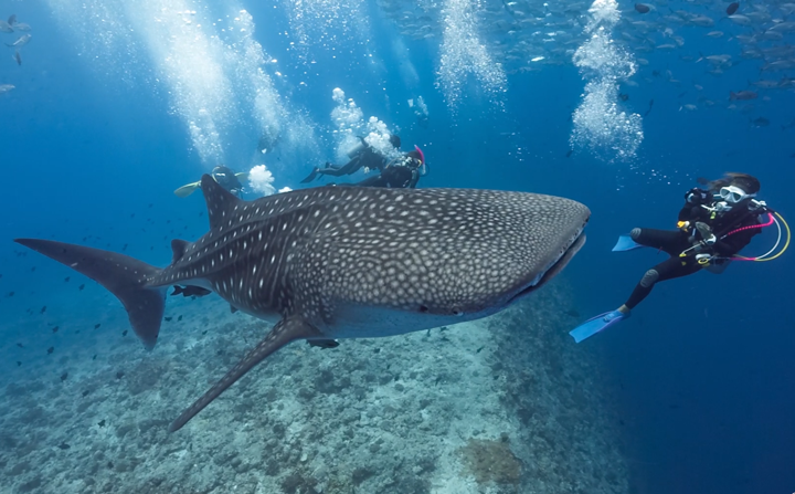 Exploring the Ocean with Luke Tipple | Discovery Education