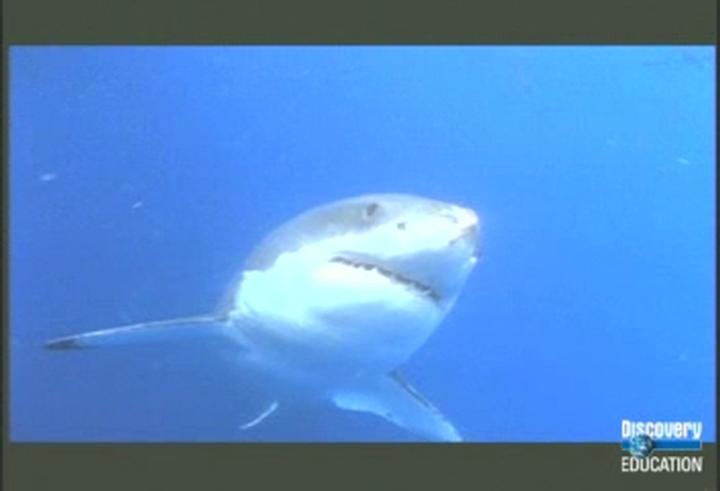 The Ultimate Guide (Spanish Version): Sharks | Discovery Education