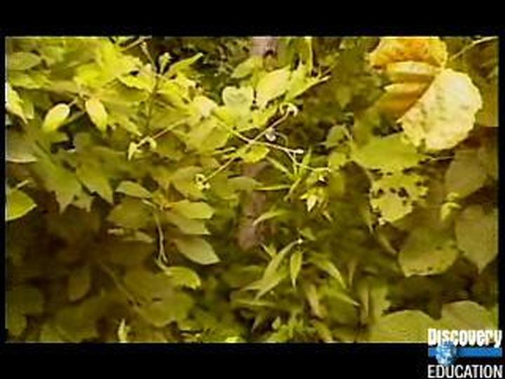 Elements of Biology: Biomes | Discovery Education