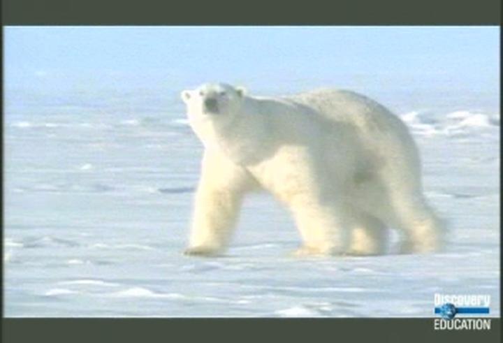 The Ultimate Guide (Spanish Version): Bears | Discovery Education