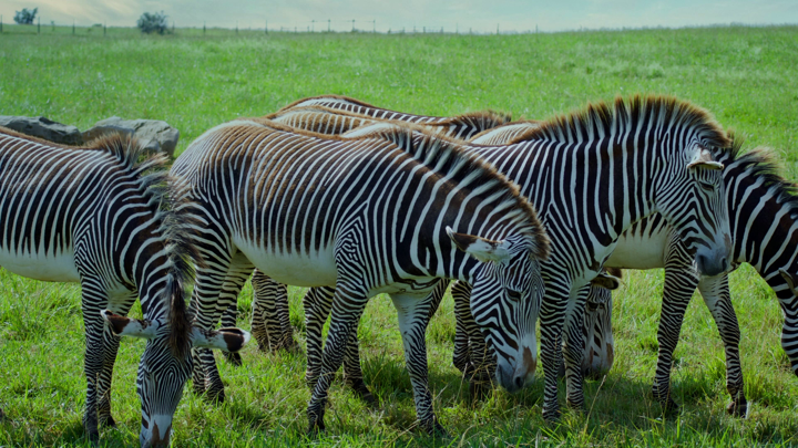 Zebra Survival Phenomenon | Discovery Education
