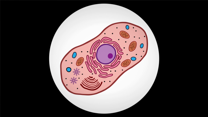 Introduction to Cells | Discovery Education