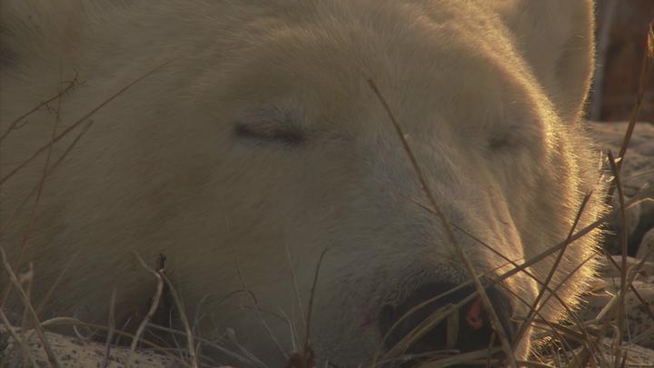 Back to Polar Bear Basics Virtual Field Trip: Middle/High School ...