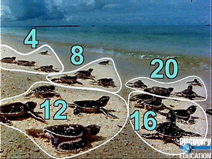 Animals and Numbers | Discovery Education