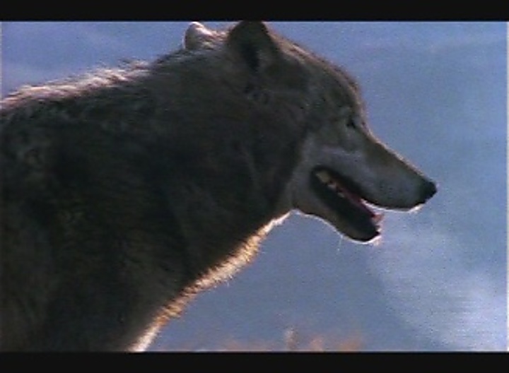 Animals in Action (Audio Description Version) | Discovery Education