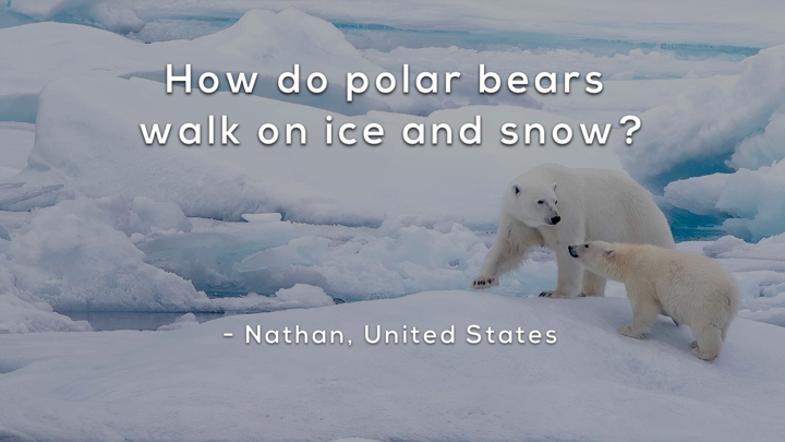 210-How do polar bears walk on ice and snow-Video 1 | Discovery Education