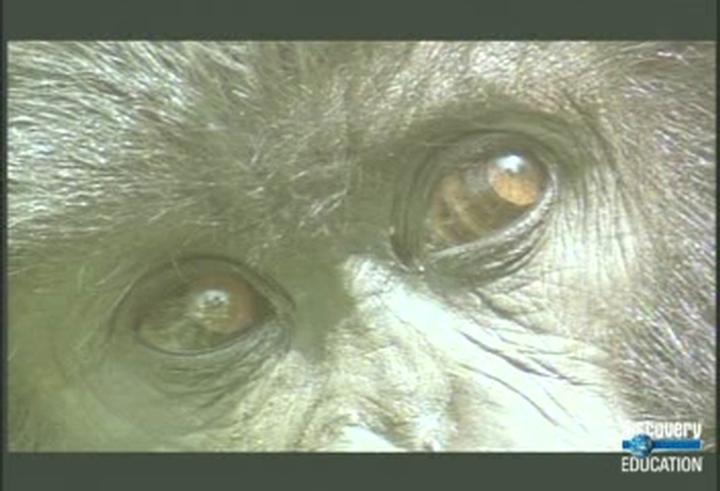 The Ultimate Guide (Spanish Version): Great Apes | Discovery Education