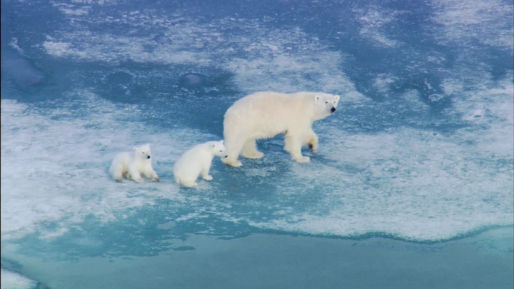 Tundra Connections Virtual Field Trip: Experience Polar Bears ...