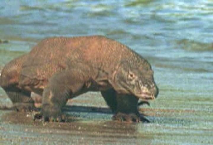 Life Science: Reptiles | Discovery Education