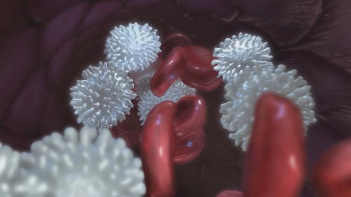 Science in Progress: Reviewing the Immune System | Discovery Education