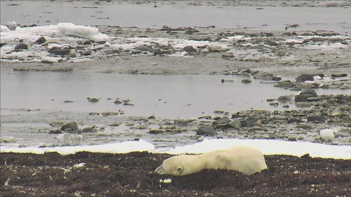 Tundra Connections Virtual Field Trip: Ice Bears in Your Backyard ...