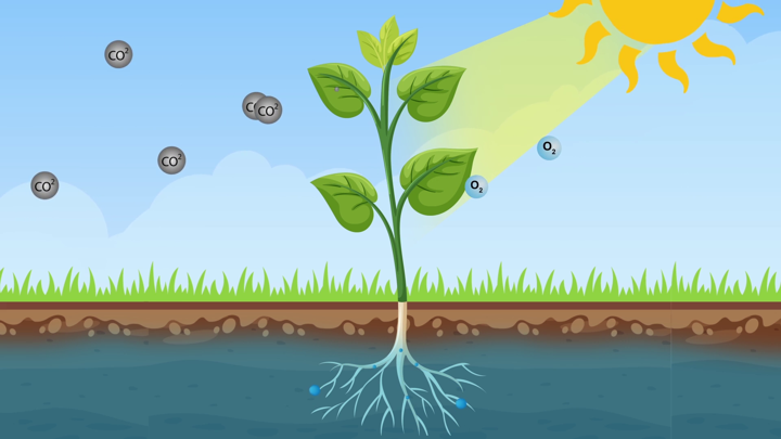 Fotossíntese: Visão Geral e Introdução | Discovery Education