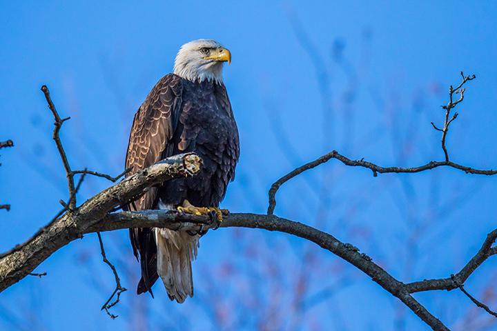 United States: Bald Eagle Births (Spanish Version) | Discovery Education