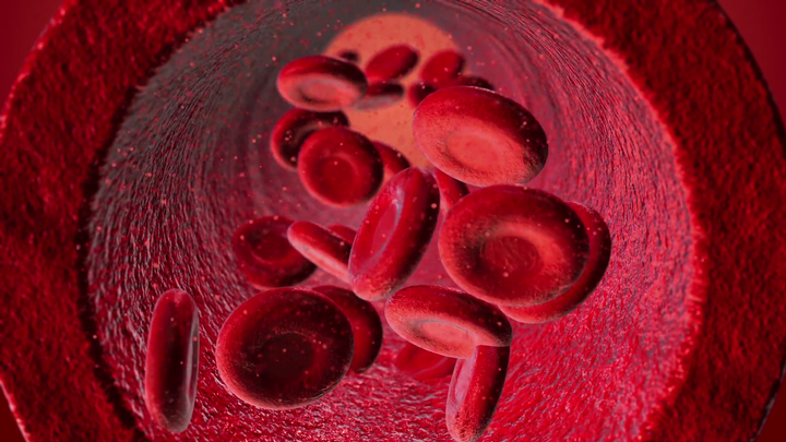 Blood | Discovery Education