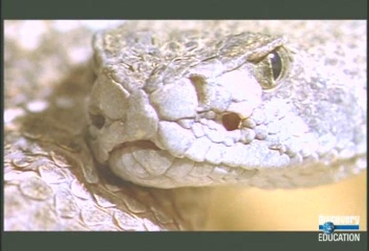 The Ultimate Guide (Spanish Version): Snakes | Discovery Education