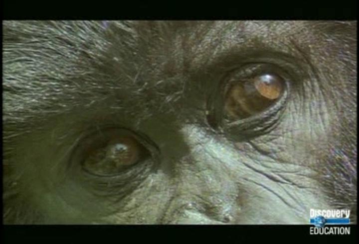 Elementary Video Adventures: Animals in the Wild | Discovery Education